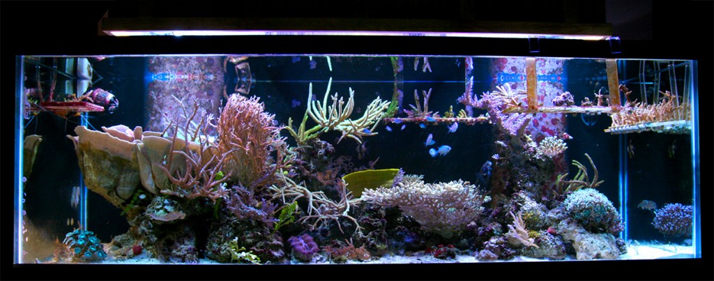 How to build a 180 gallon reef aquarium the right way - The Aquarist Refuge